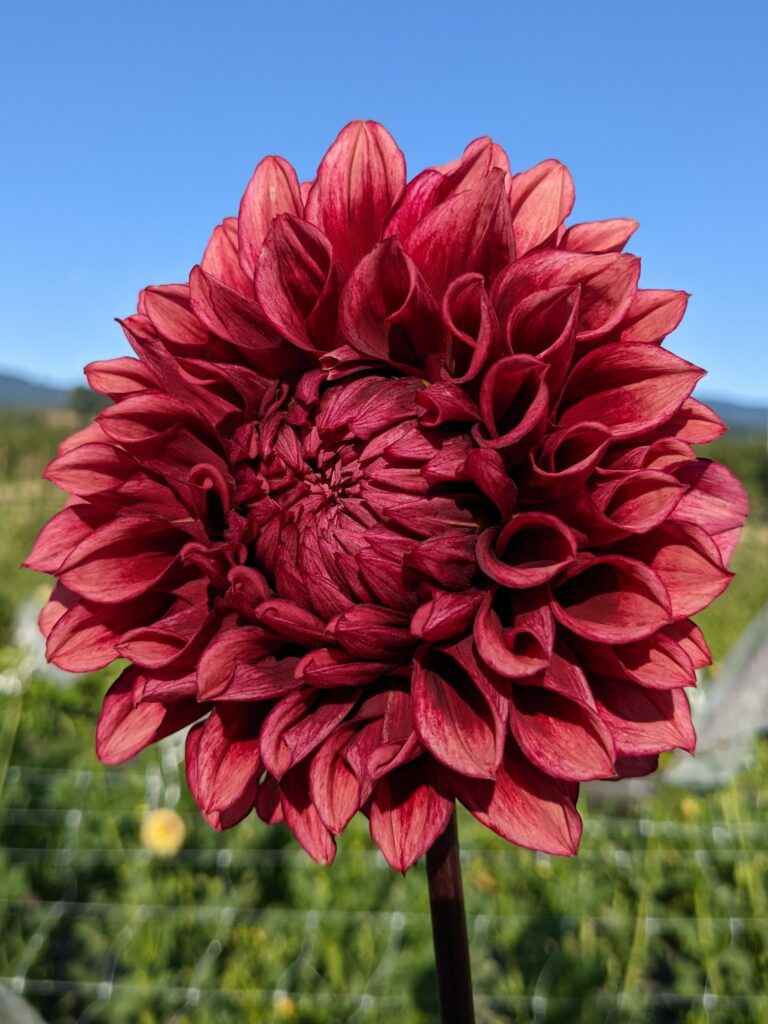 Bloomquist York – Tuber – Four Acre Farm LLC