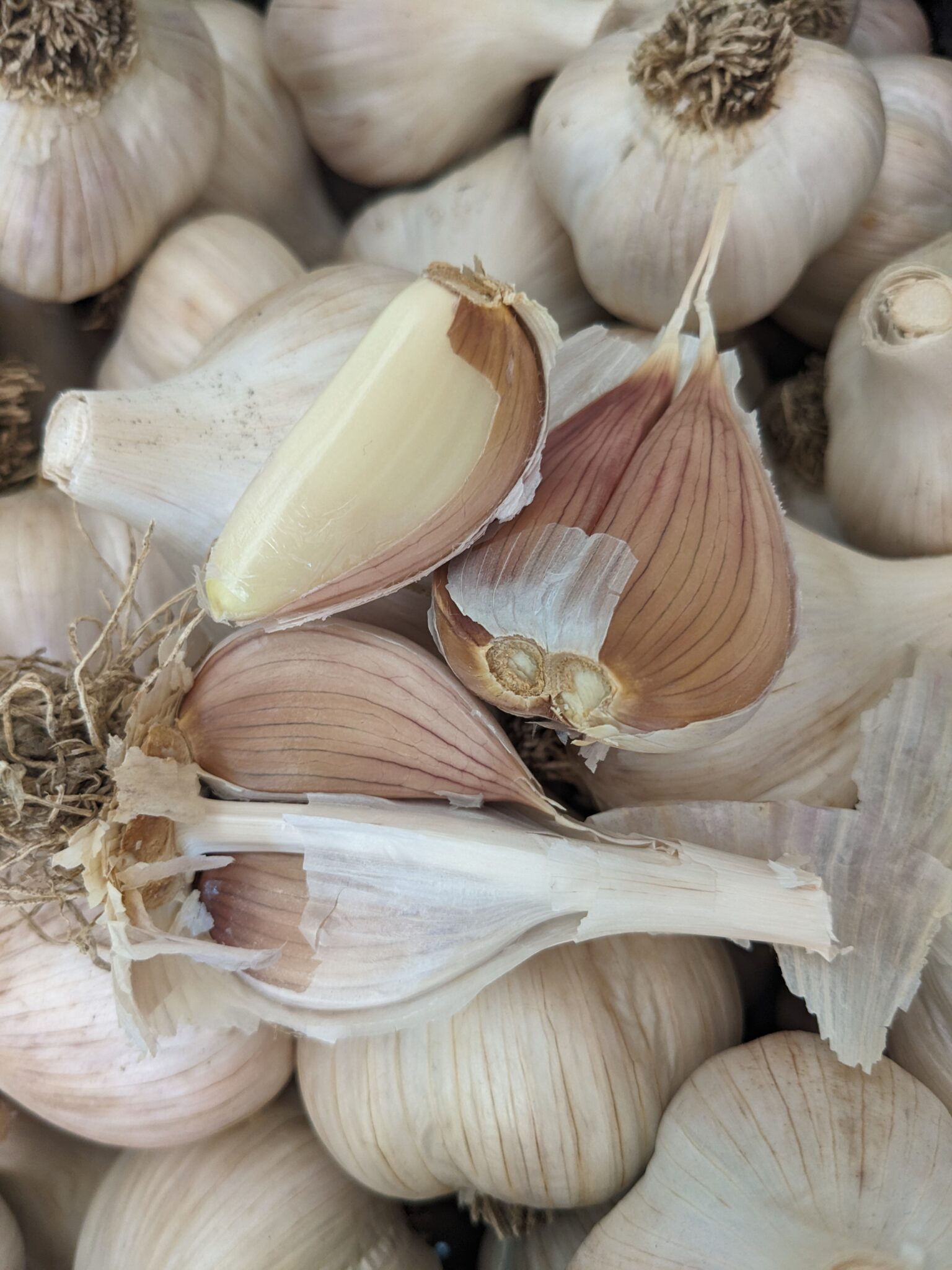 Northern White Garlic – 1 lb – Four Acre Farm LLC